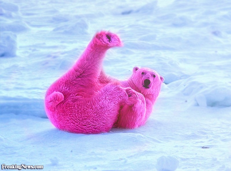 Pink polar bear? — Thorngrove School